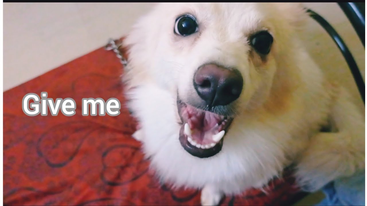 Dog desperately wants my snack|Puppy Speaking|The Tom|Indian Slitz ...