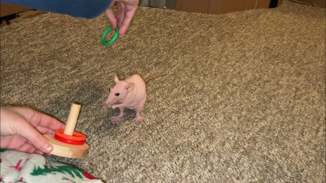 Tofu the rat is learning ring toss! - YouTube