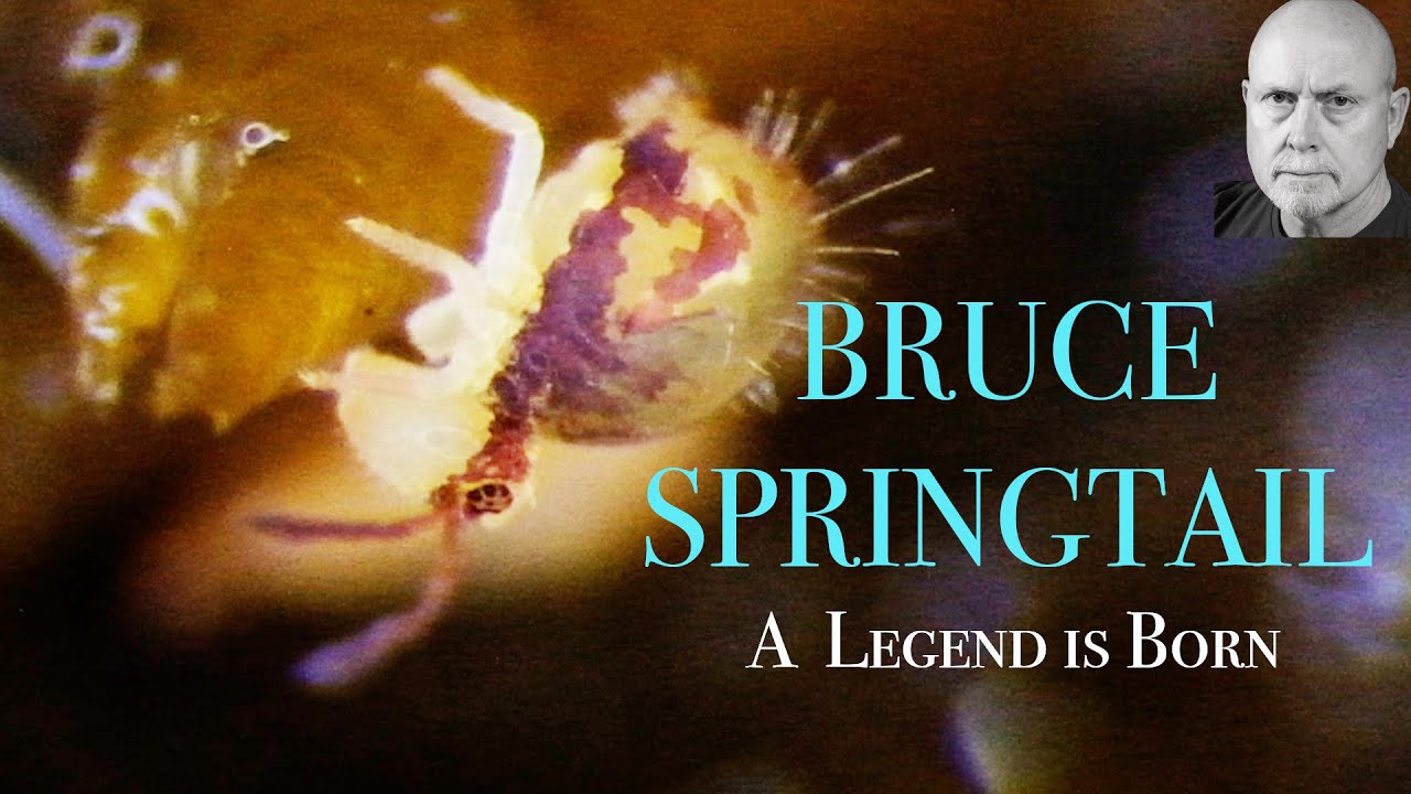 Bruce Springtail - A Legend is Born - YouTube