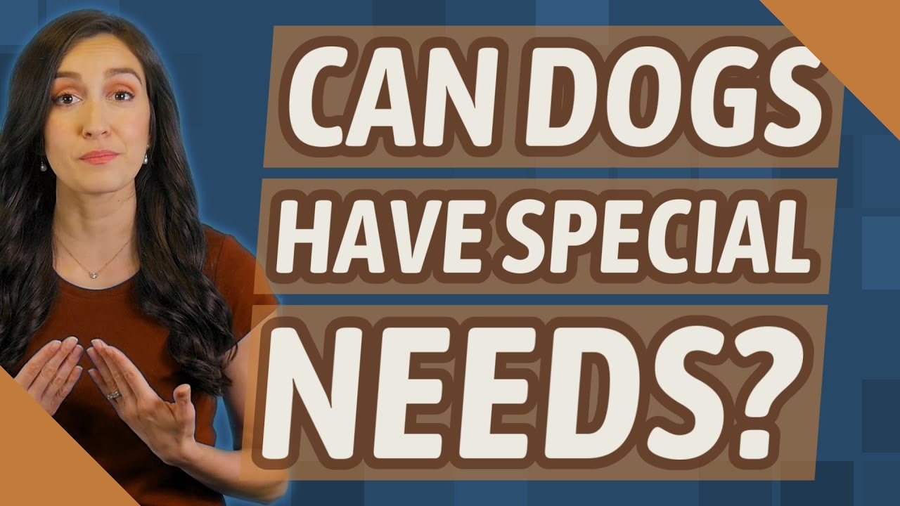 Can Dogs Have Special Needs YouTube Can Dogs Have Special Needs YouTube