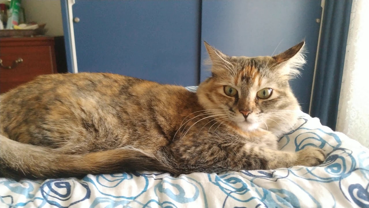 Most relaxed cat ever - YouTube