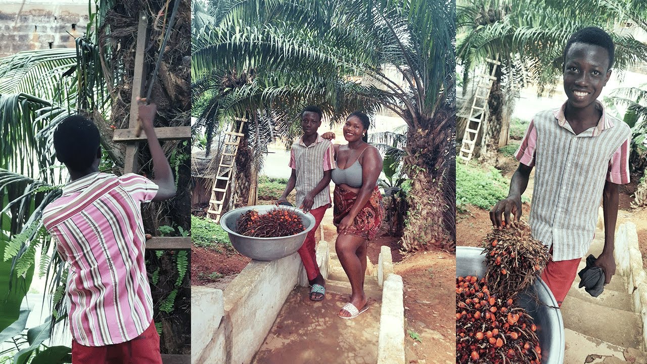 Harvesting Palm Nuts in Ghana 😲 | GHANA VLOG | DISCOVERING MY ROOTS ...
