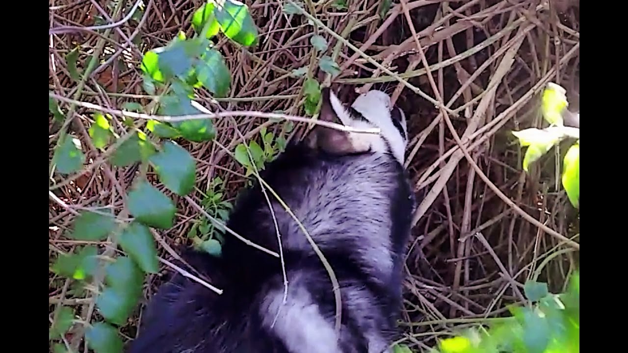 ALASKAN MALAMUTE HUNTING RATS MINI SERIES PT 1 - YouTube