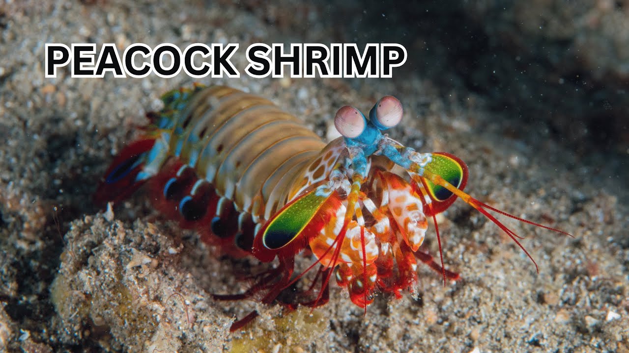 Alphabet Water World: Aquatic Animals A to Z Rhymes for Kids #abcd # ...