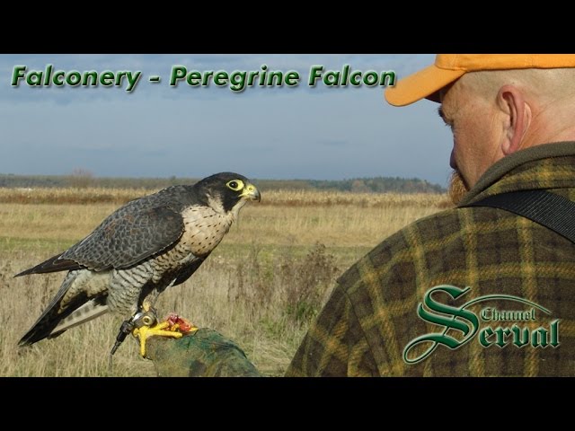 Peregrine Falcon Hunting Deer