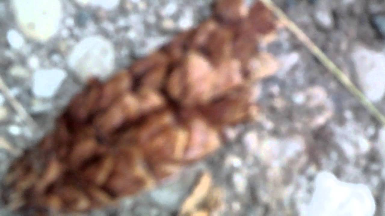 Crushed Pine Cone [6-24-13] - YouTube
