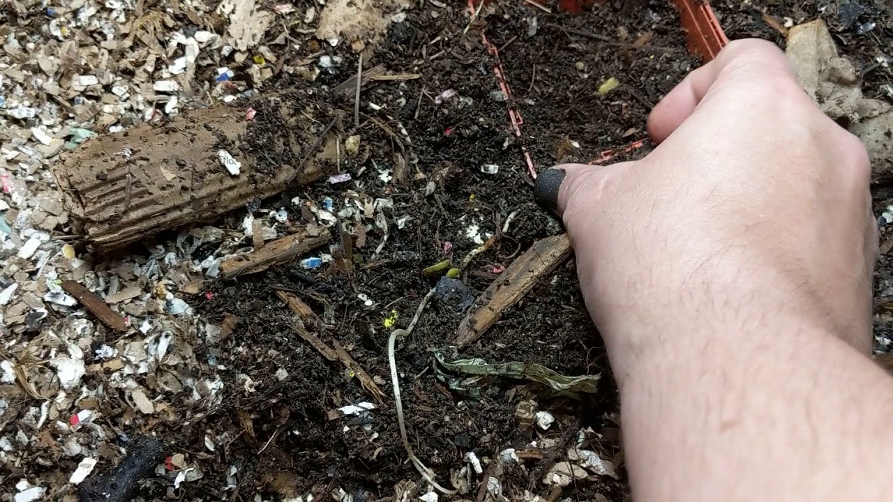 Worms growing pumpkins update - YouTube