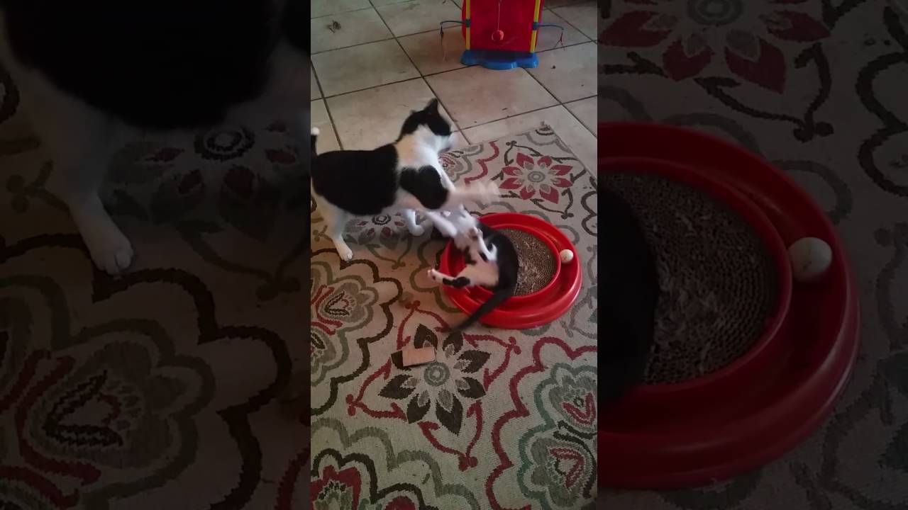 Number 12 playing with baby Emily - YouTube