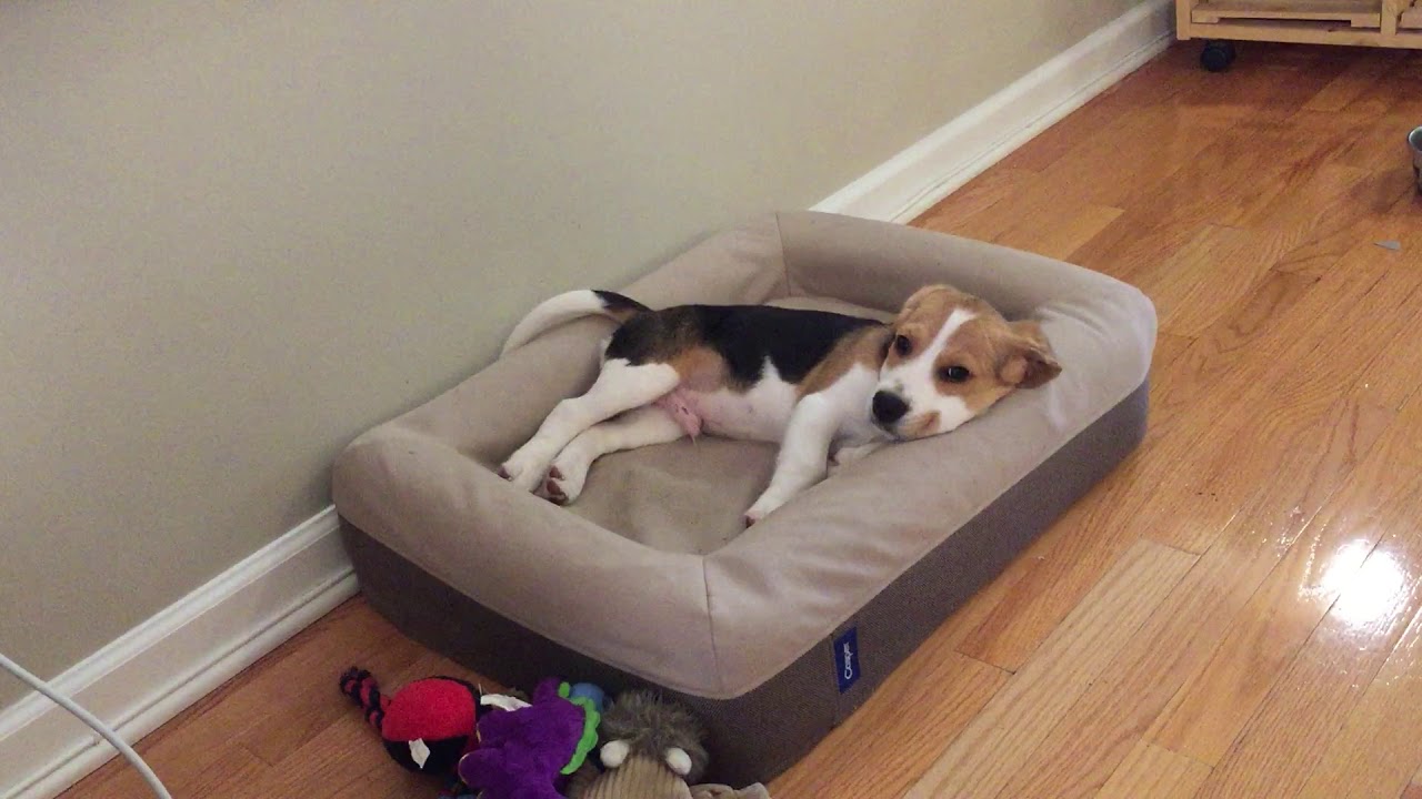 Adorable beagle puppy locks onto your heart - YouTube