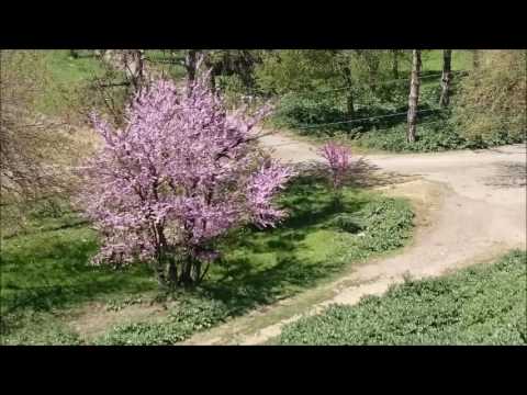 SEYMUR FƏTTAHOV CƏLLİ HAVASI