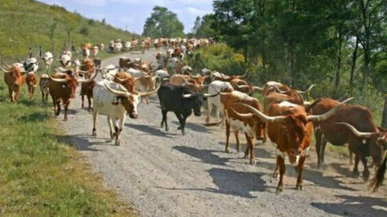 A herd of cute mother cows/playing chase - YouTube