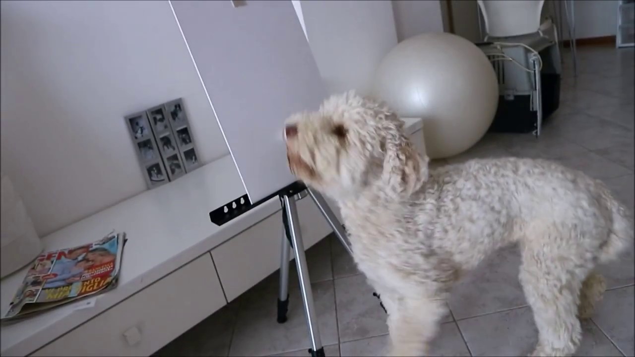 amazing dog tricks - YouTube