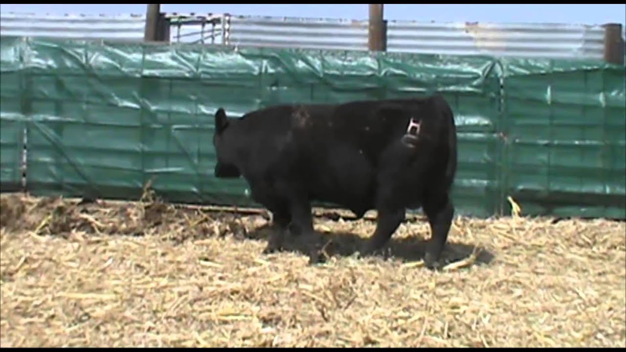 Dusty Prairie Ranch Lot 40 Bull 2014 Sale - YouTube