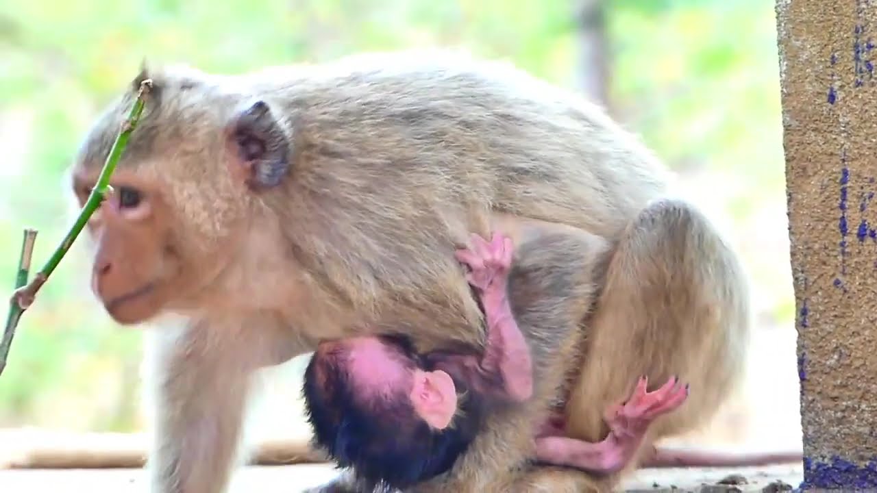 So Scared And Frightening...The Old And Big Papa Monkey Threatening The ...