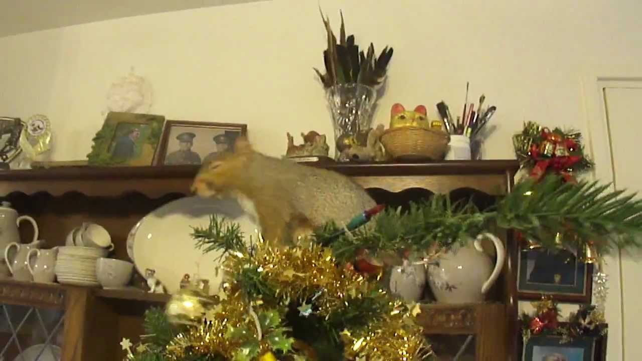 2011_01_02_063_sami_in_christmas_tree_movie.MP4 - YouTube