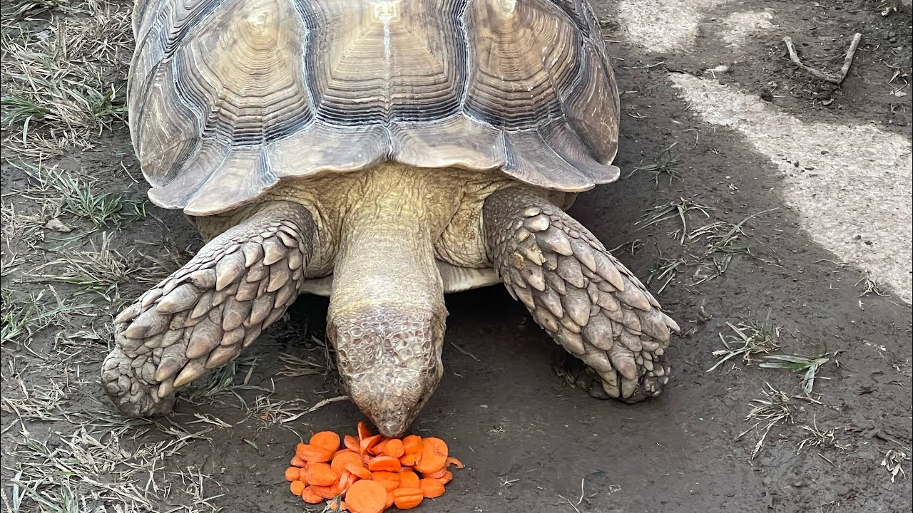 Spike eating. 🤣🤣 - YouTube