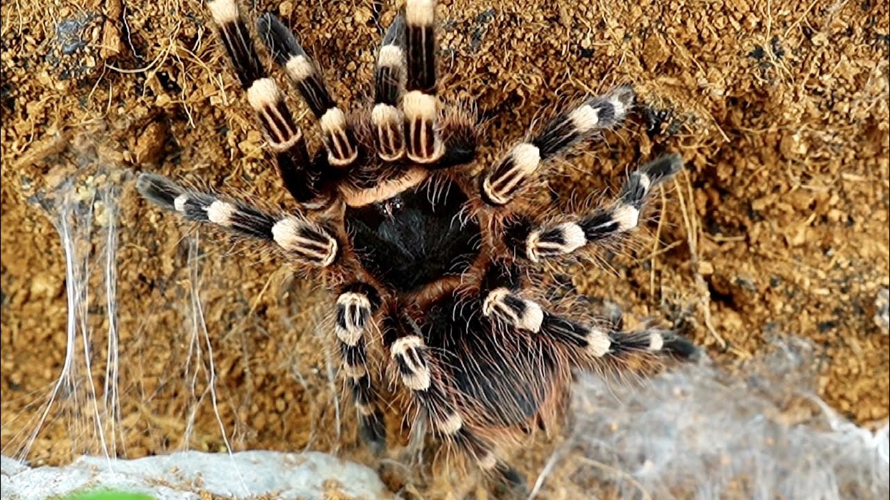 The tarantula sheds its skin,Brazilian white lacquer head molts 巴西白漆头蜕皮 ...
