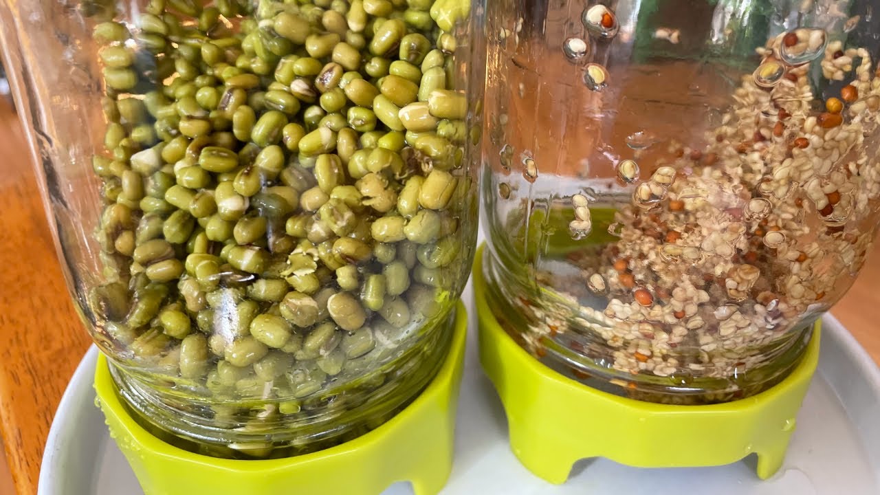 Starting Seed Sprouts in Mason Jars, So Easy! - YouTube