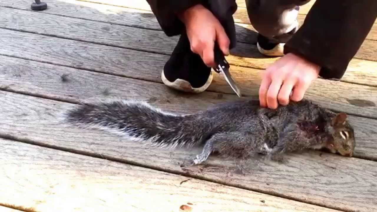 (WARNING) How to clean a squirrel - YouTube
