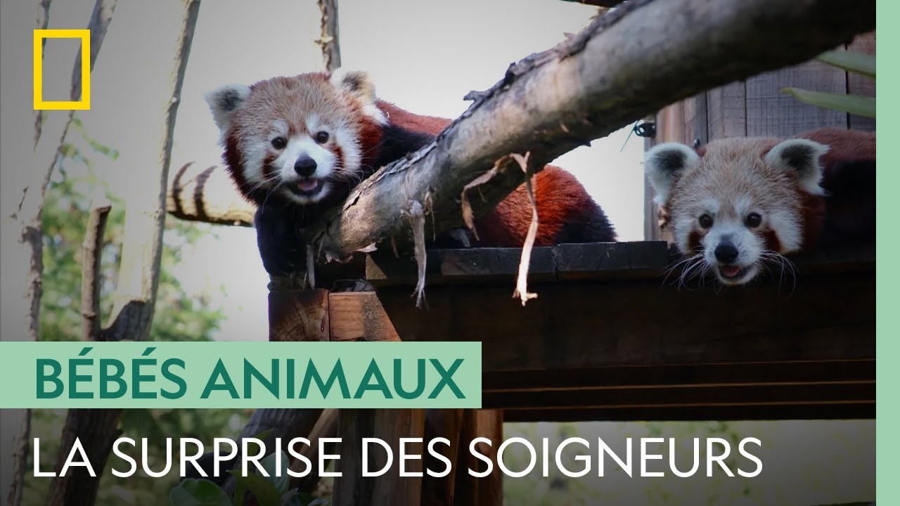 Joyeux Anniversaire Panda Roux 🌱Carte à Planter Anniversaire Raton