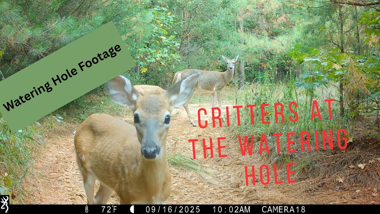 Watering Hole Wildlife Part 2. Wildlife Videos From Around Our Home ...