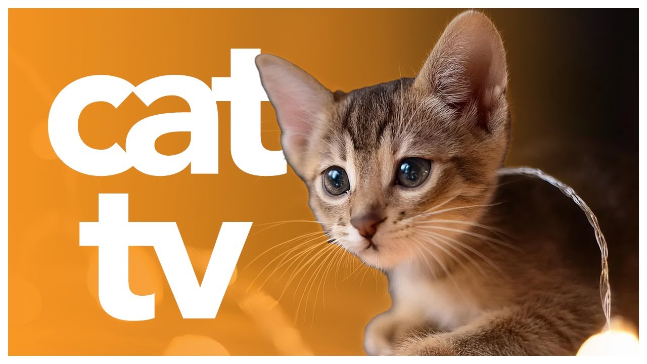 CAT TV: 4-Hour Relaxing Kitten Adventure | Cat Entertainment and ...