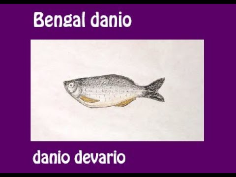 Bengal danio fish drawing | original audio tutorials #satisfying # ...