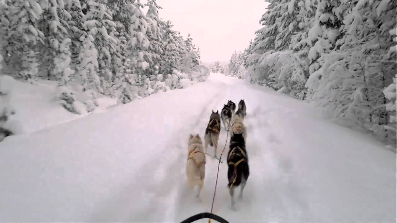 Sled dog training. Youngster team. 13.01.2011 - YouTube