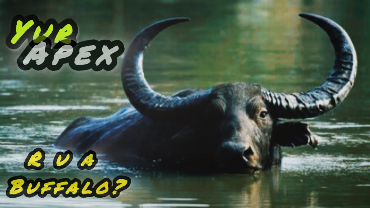YURAPEX: The Buffalo (Raw Power & Legacy) - YouTube