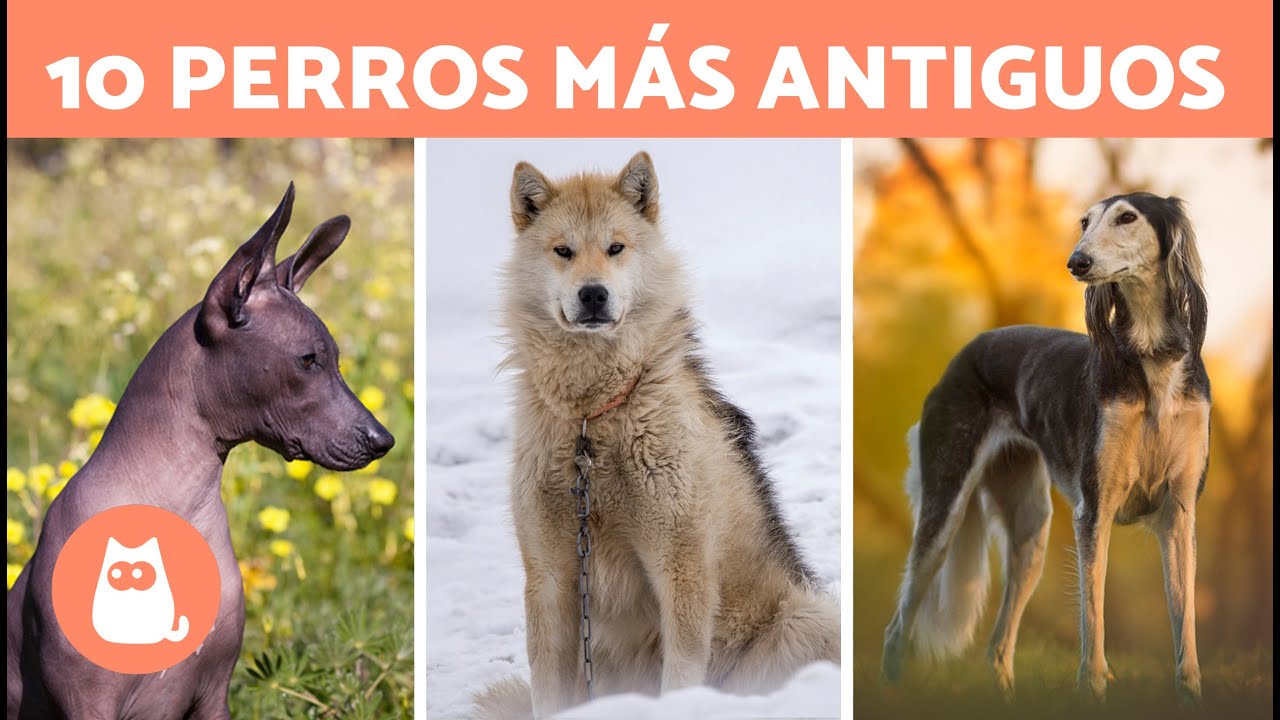 10 RAZAS de PERROS más ANTIGUAS del mundo 🐶 (Top 10 Perros más Antiguos ...