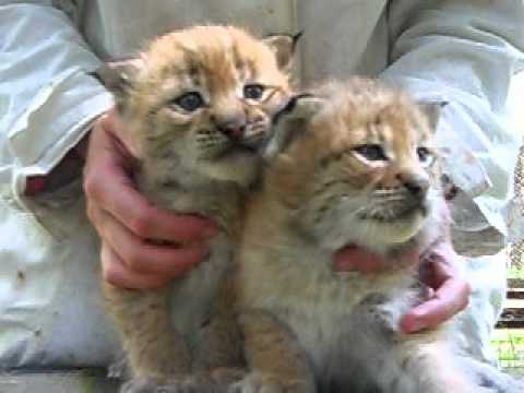lynx cubs scream - YouTube