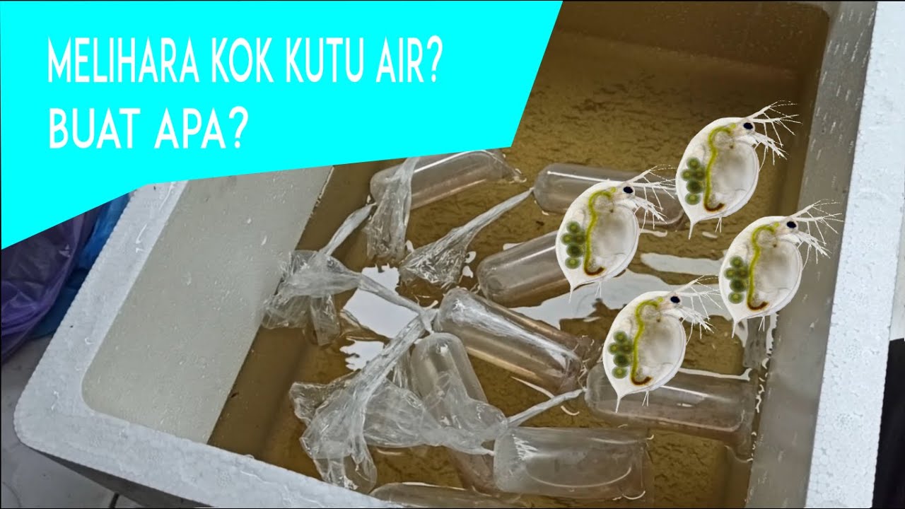 UNBOXING DAPHNIA MAGNA SI KUTU AIR RAKSASA - YouTube
