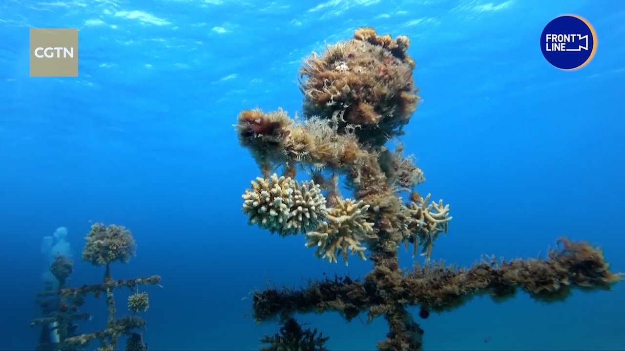 Chinese scientists’ efforts to restore #coral reefs in South China Sea ...
