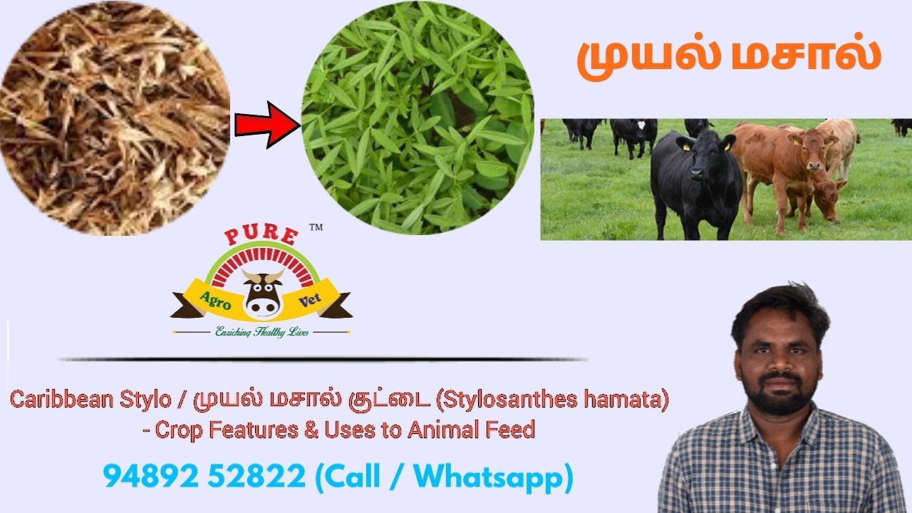 Caribbean Stylo / முயல் மசால் குட்டை (Stylosanthes hamata) || Crop ...