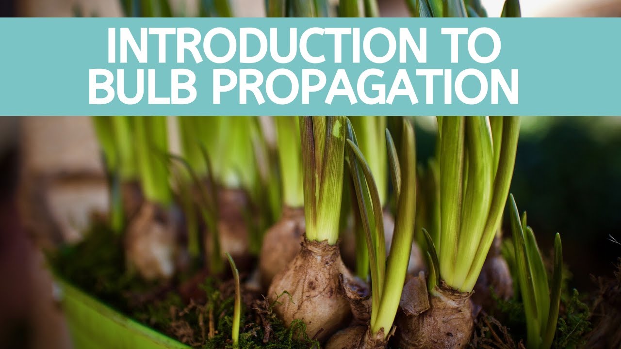 Amazing world of bulbs - YouTube
