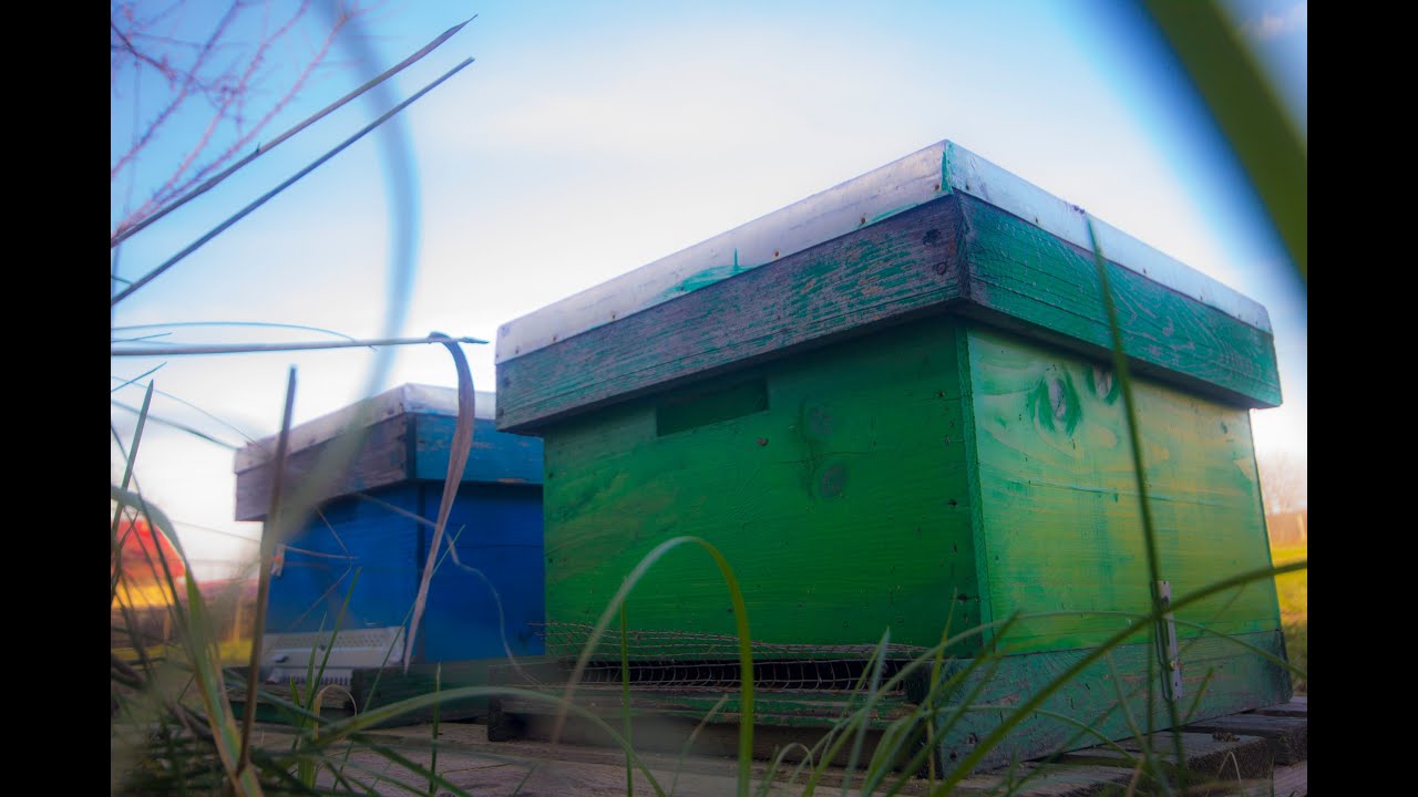 Mouse in beehive - What I do (mouse attack) - YouTube