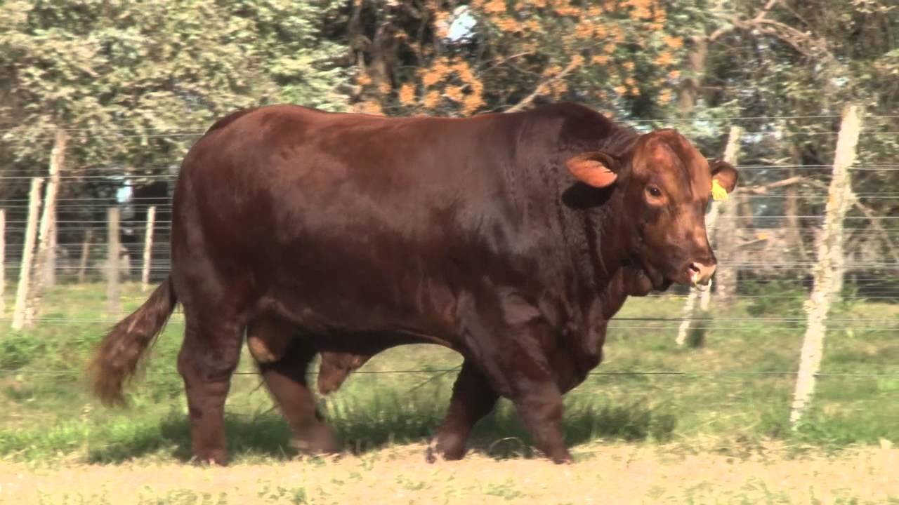 CIALE Alta Toro Picante Adulto - Brangus Colorado - YouTube