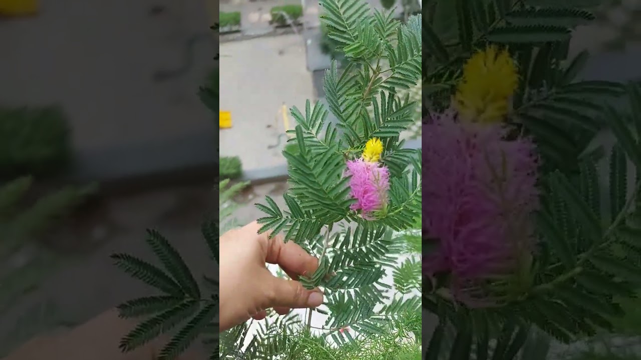 Shami ke Ped mai Phool Pehle kabhi nhi dekha , Shanidev ka priya Shami ...