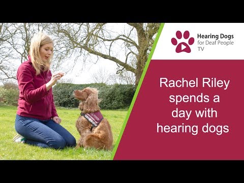 Hearing Dogs TV S2 E6: Rachel Riley spends a day with hearing dogs ...