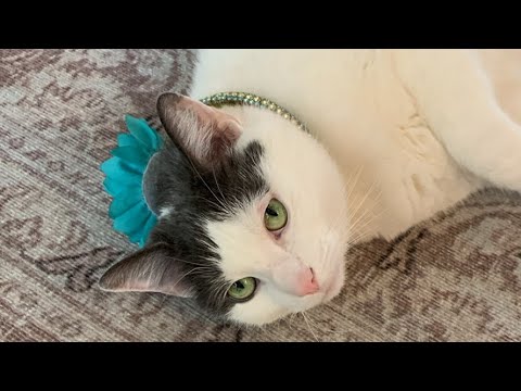Sydney Cat Is Live! - YouTube