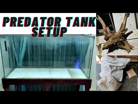 Predator tank setup tamil | how to setup a fish tank | exotic fishes ...