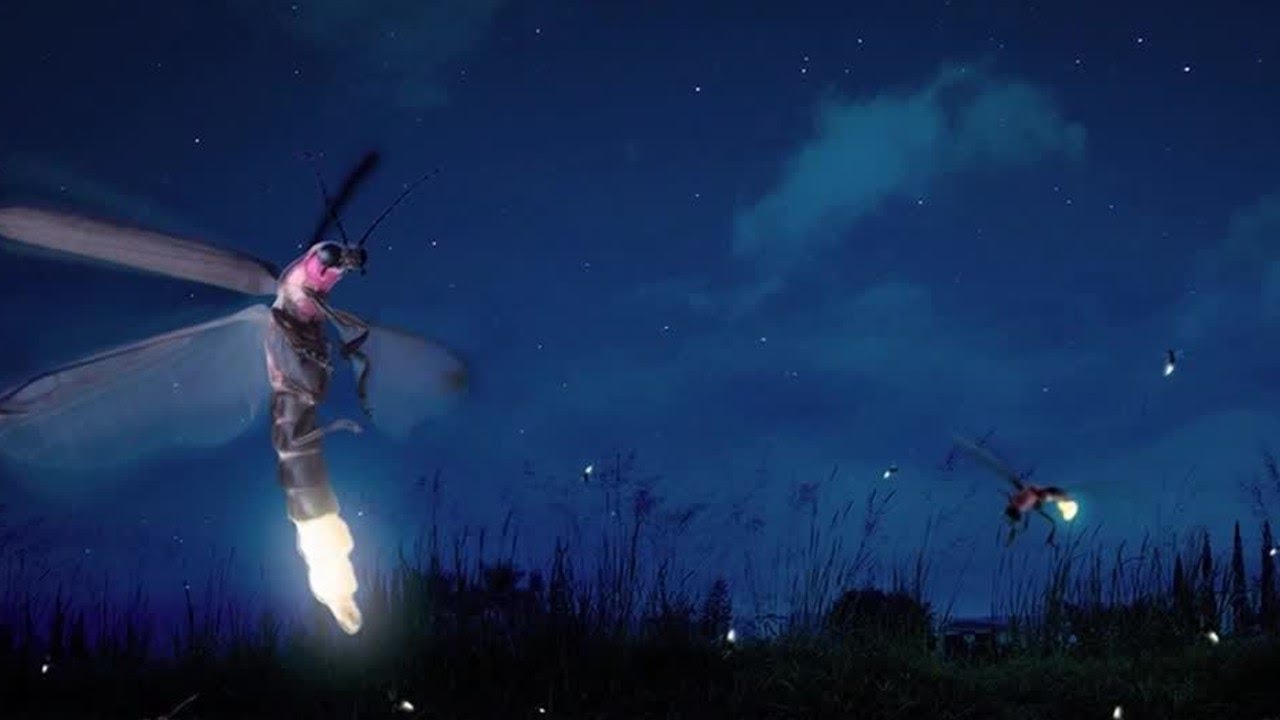 Fireflies are a rare sight in Utah, but not here - YouTube