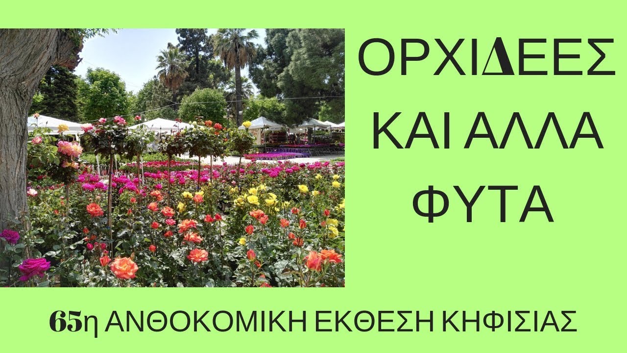 ΟΡΧΙΔΕΕΣ ΚΑΙ ΑΛΛΑ ΦΥΤΑ ΑΠΟ ΤΗΝ 65η ΑΝΘΟΚΟΜΙΚΗ ΕΚΘΕΣΗ ΚΗΦΙΣΙΑΣ. ΤΙ ΕΙΔΑ ...