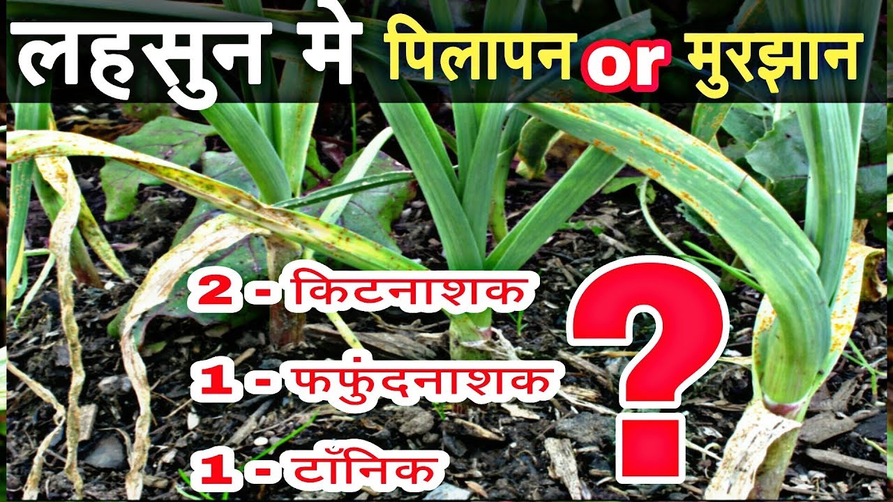 funges or thrips in garlic crop | लहसुन मे पिलासपन - YouTube