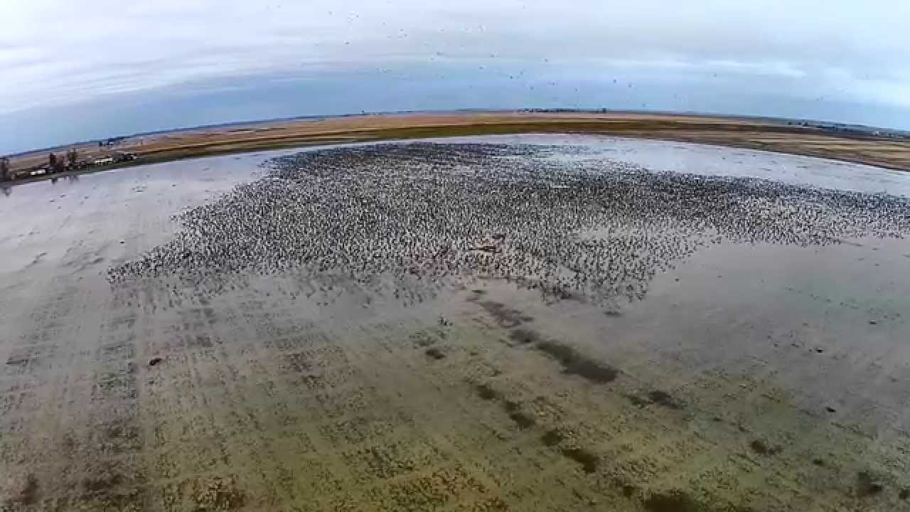 Ducks From a Drone - YouTube