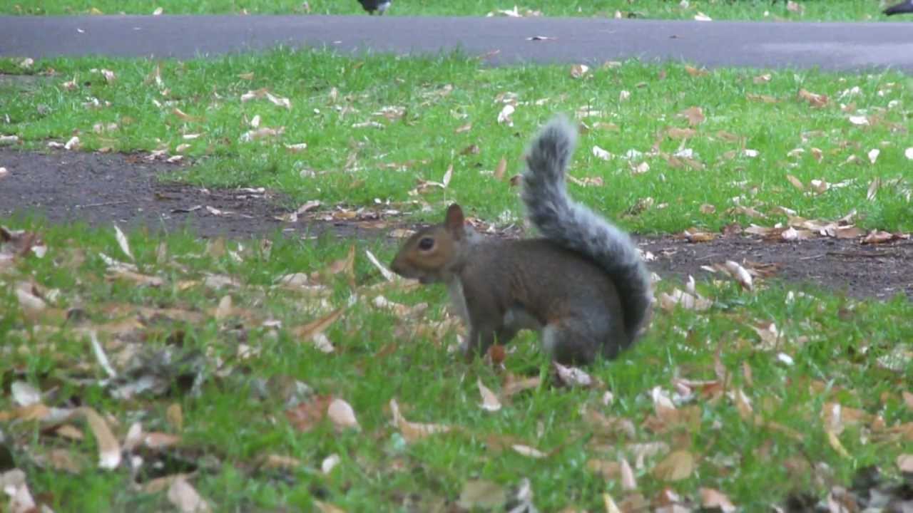 Squirrel hopping in the park looking for food and watching me - YouTube