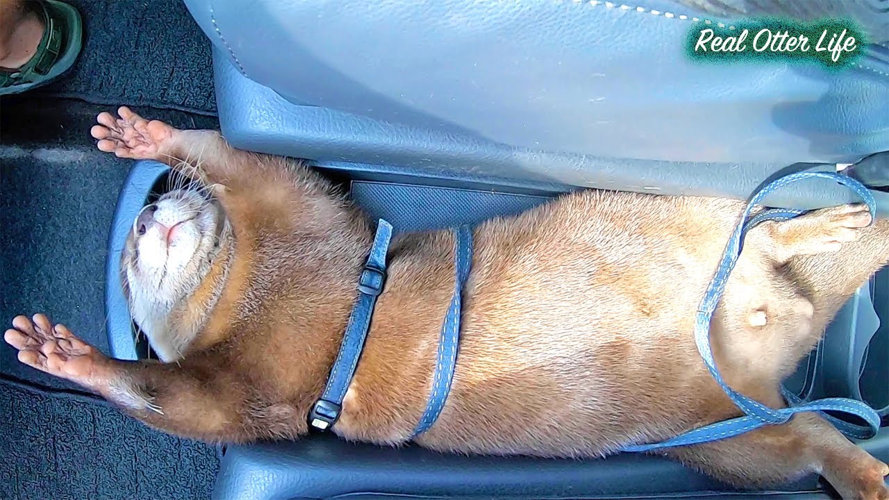 [Otter Life Day 148] Perfect Otter Holder - YouTube