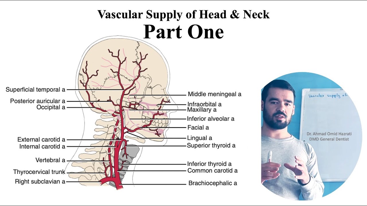 Circularity-Head and Neck Arteries(Vascular or blood Supply) (ENGLISH ...