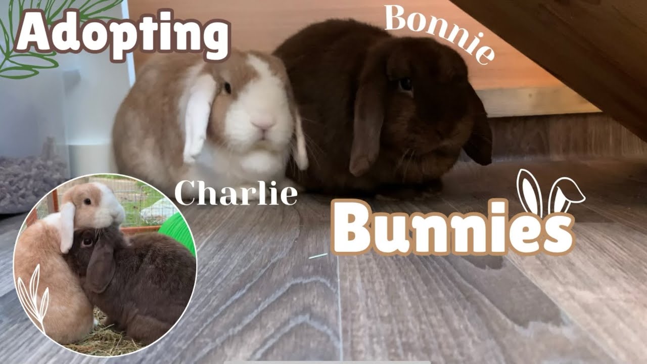 ADOPTING 2 MINI LOP Rabbits 🥰🐰 || Meet Bonnie & Charlie #socute # ...