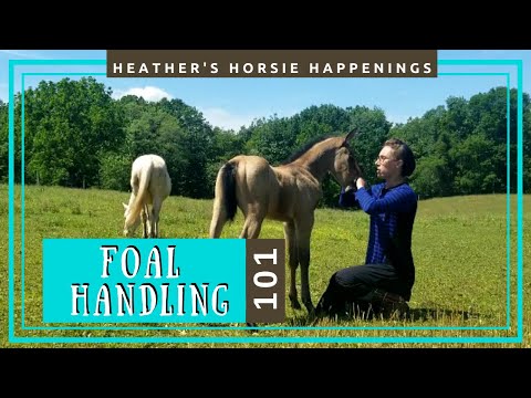 Basic Foal Handling 101 - YouTube